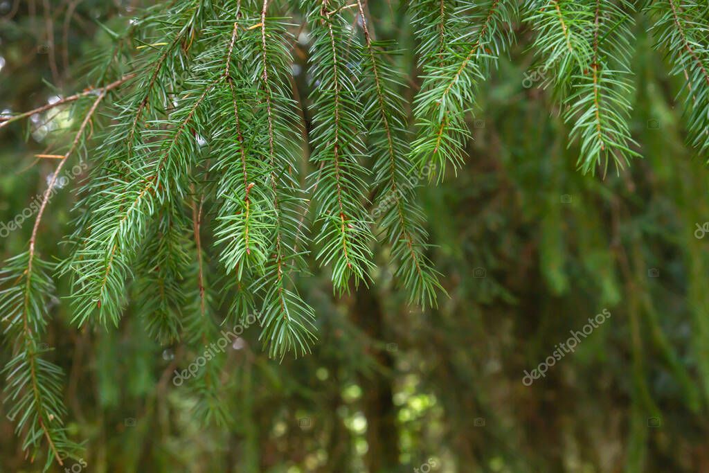 Abies alba o abeto plateado europeo árbol de coníferas siempreverdes ...