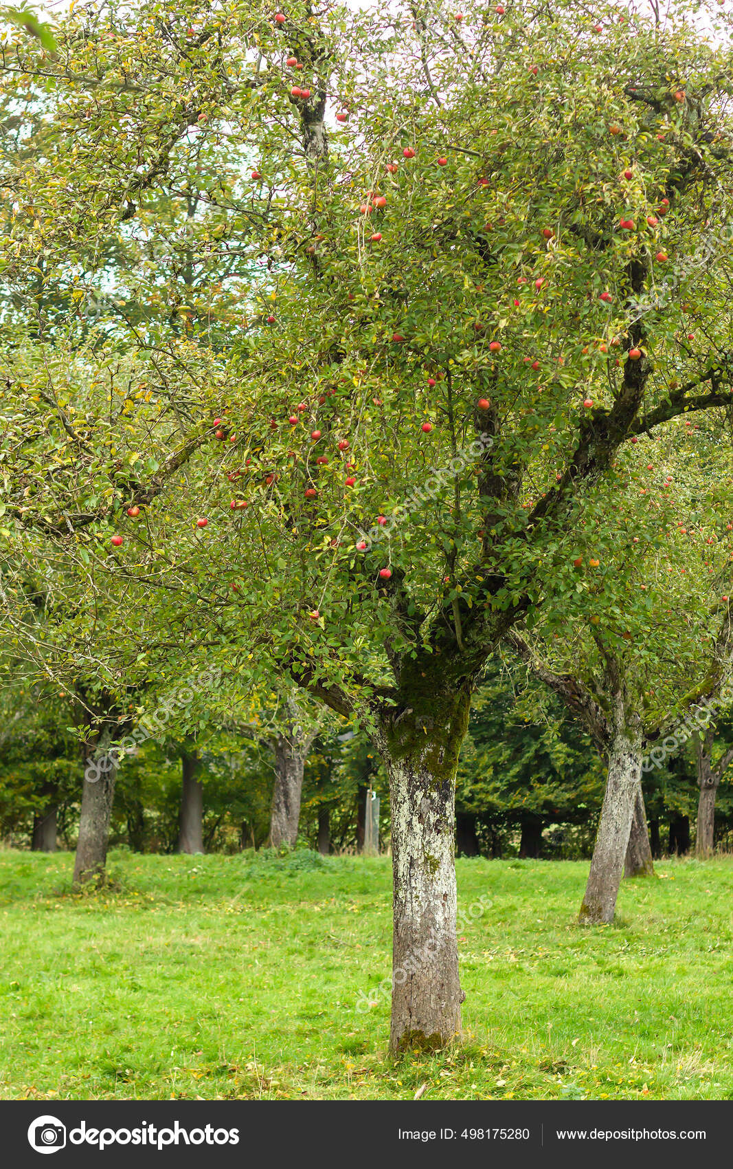 Malus Domestica Apple Trees Orchard Ripe Red Apples Harvest Season ...