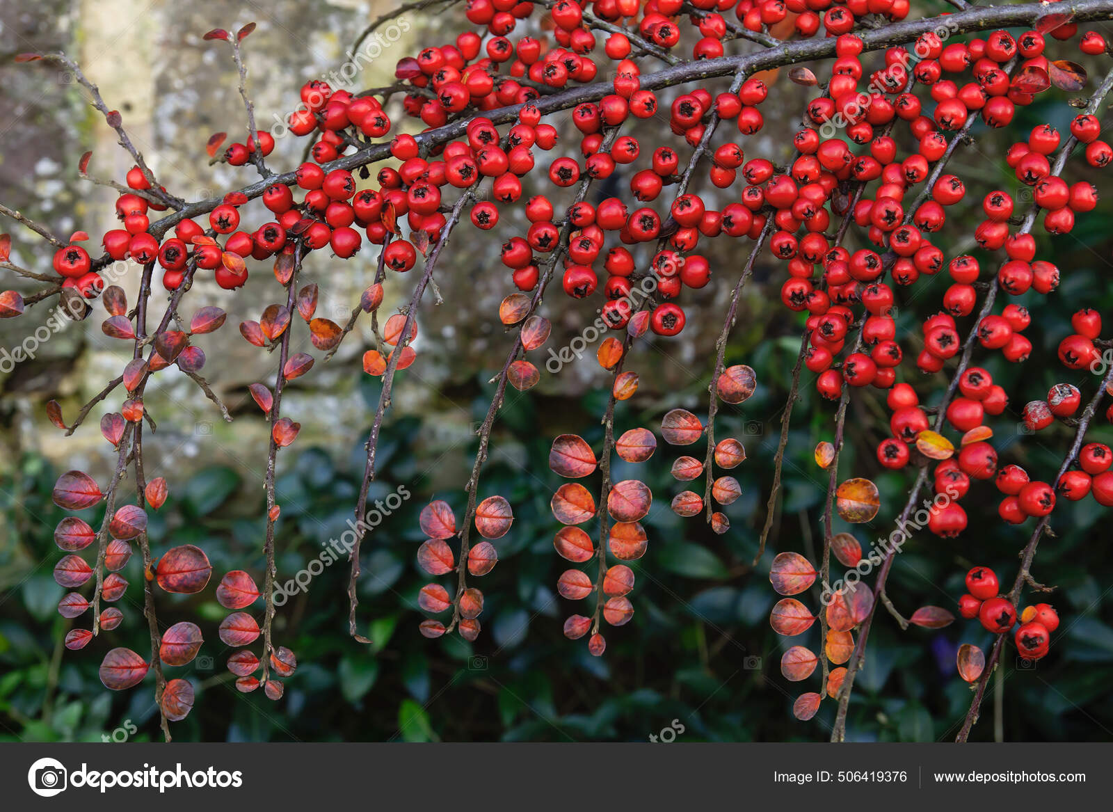 Cotoneaster Horizontalis Wall Cotoneaster Red Berries Stock Photo by ...