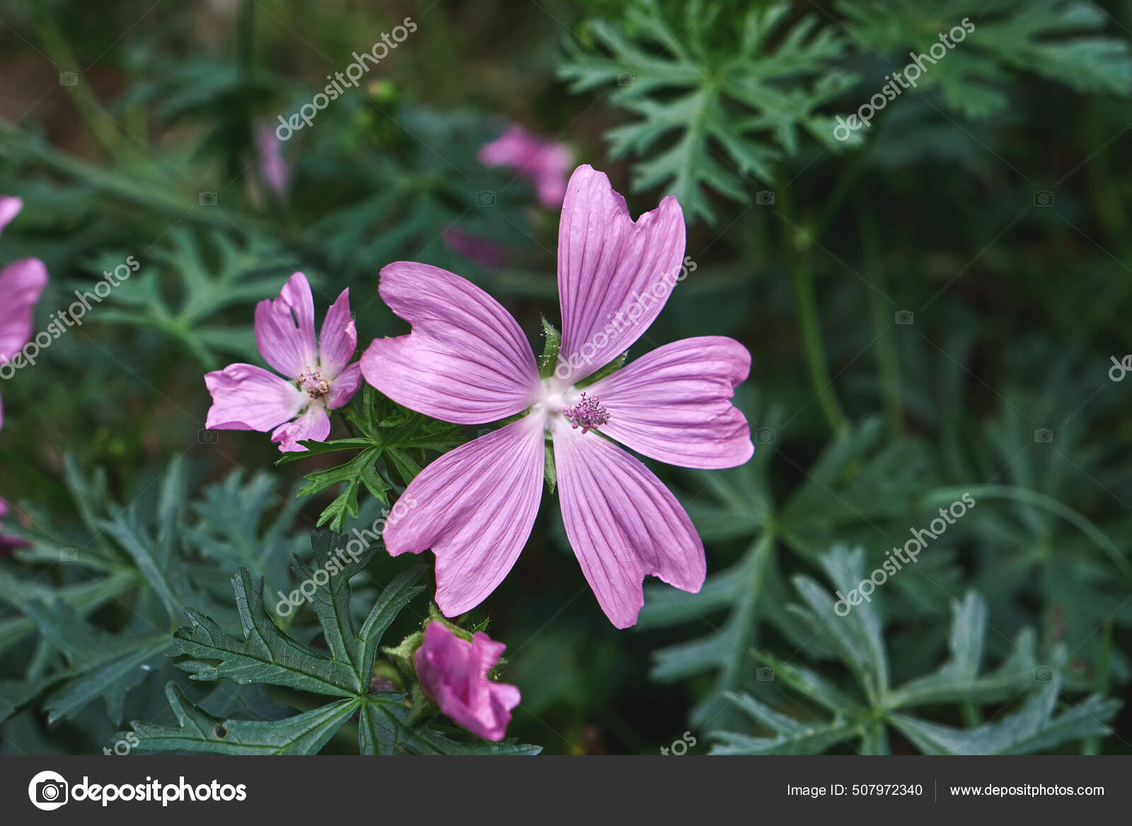 Malva Moschata Musk Mallow Pink Flowers Stock Photo by ©jessicahyde ...