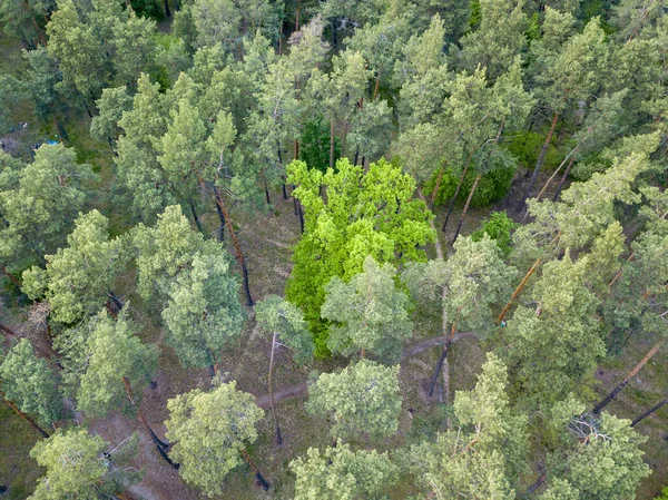 Forest top view Stock Photos, Royalty Free Forest top view Images ...