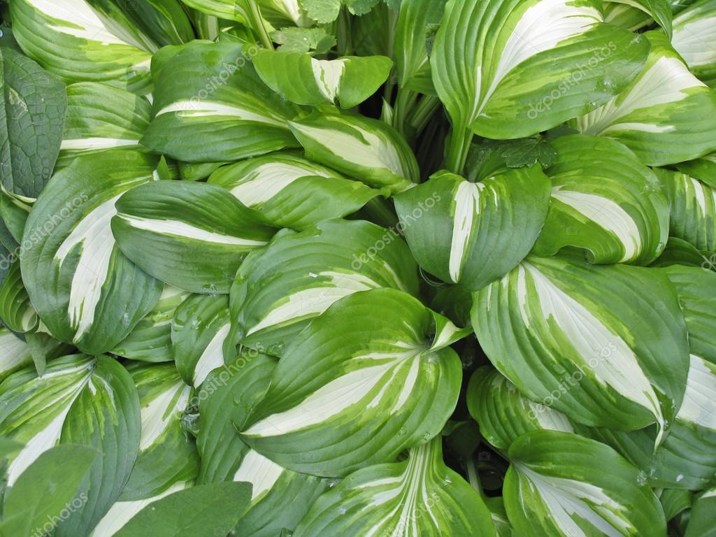 Hosta with the white veins Stock Photo by ©DaneeShe 63744453