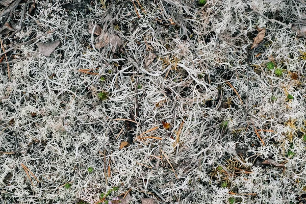 White moss Stock Photos, Royalty Free White moss Images | Depositphotos