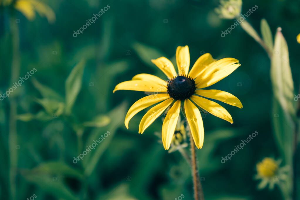 Rudbeckia Hirta amarilla también conocida como Susan de ojos negros o ...