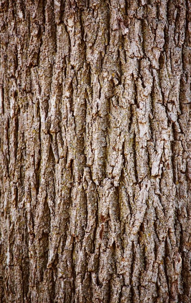 Oak Tree Trunk Texture