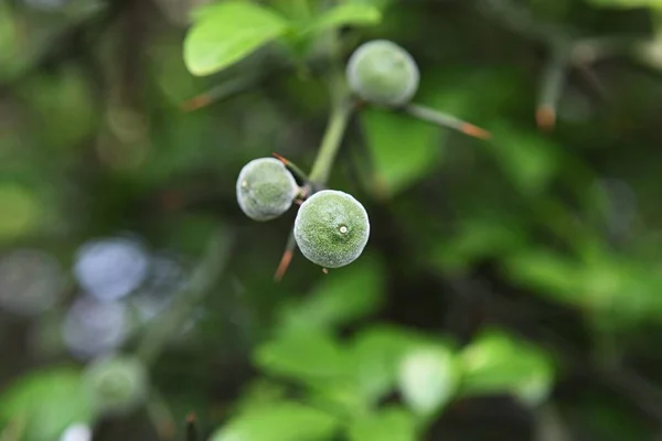 Mochi tree Stock Photos, Royalty Free Mochi tree Images | Depositphotos