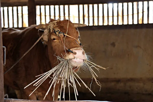 Koe stro eten Stock Photos, Royalty Free Koe stro eten Images ...