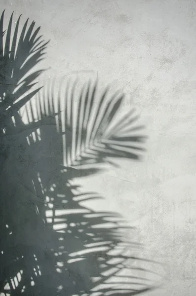 Palm leaf shadow Stock Photos, Royalty Free Palm leaf shadow Images ...