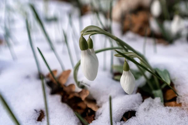 Beautifull snowdrop flower growing in snow in early spring forest ...