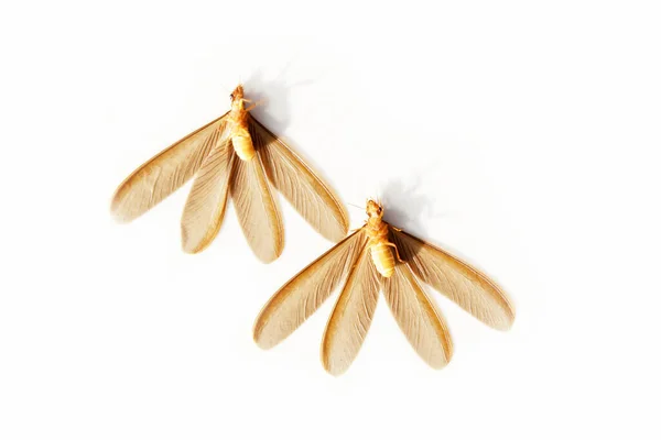 Fotos de Vliegen ant, Imagens de Vliegen ant sem royalties | Depositphotos