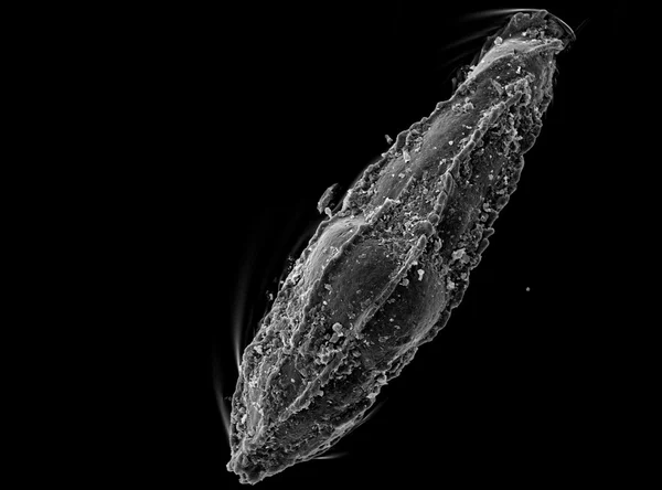 Foraminifera Stock Photos, Royalty Free Foraminifera Images ...