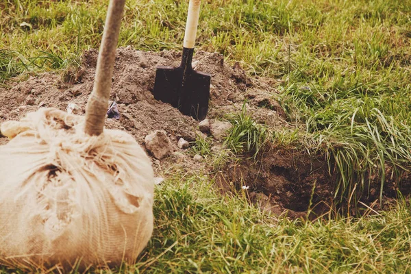 Young tree sapling lies at dug hole next to shovel and is ready to ...