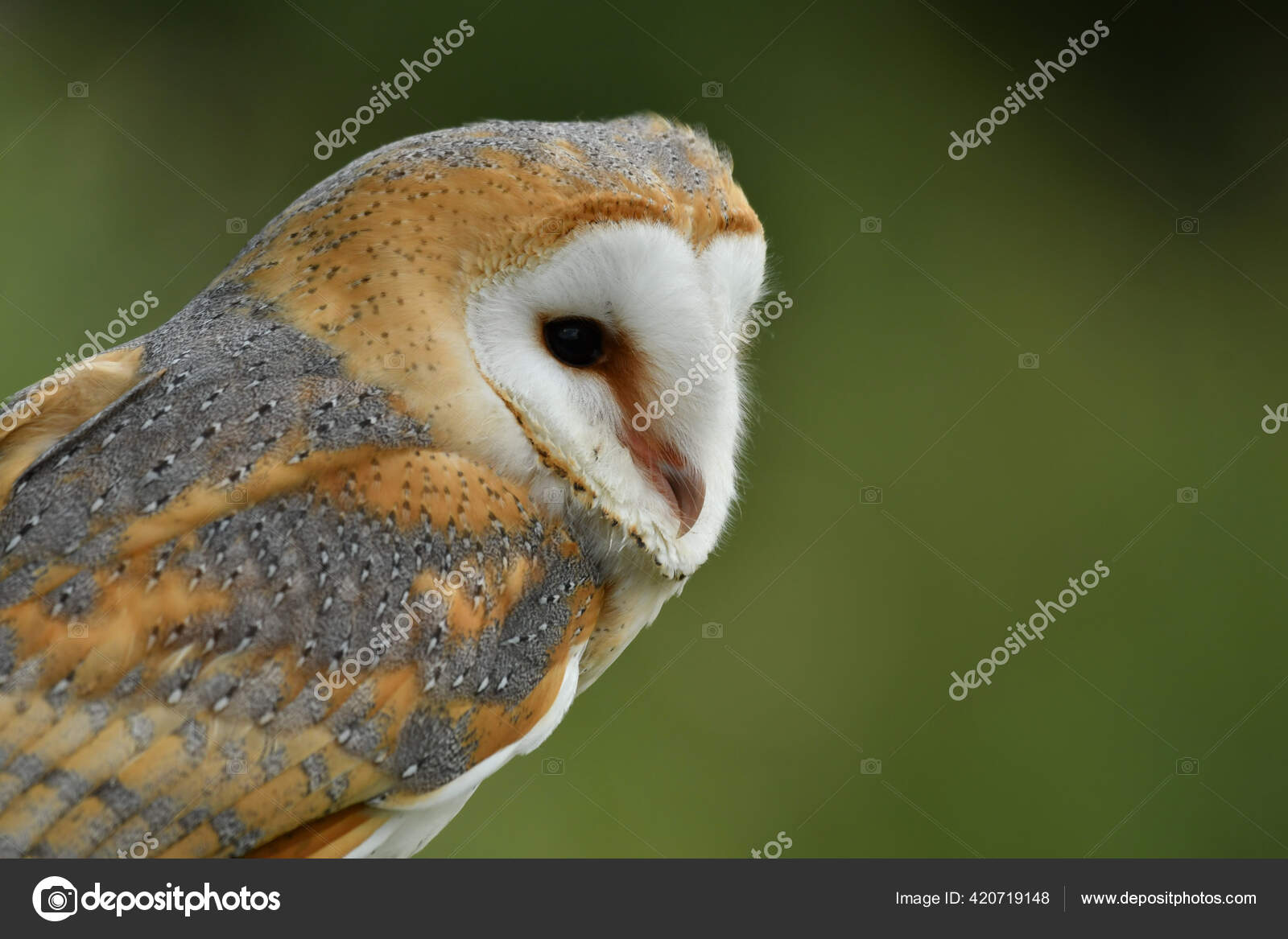 Barn Owl Face
