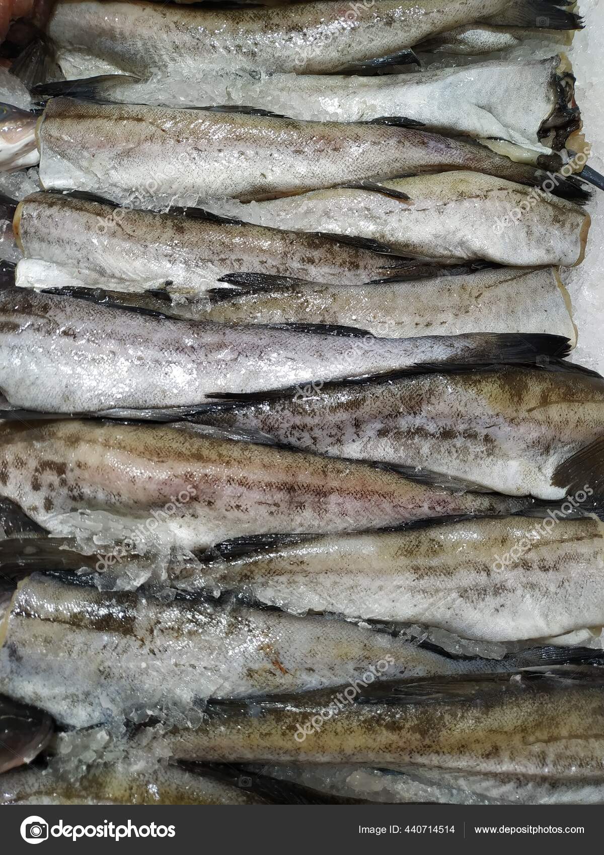Fresh chilled fish lays in rows in the fridge in the ice on the ...