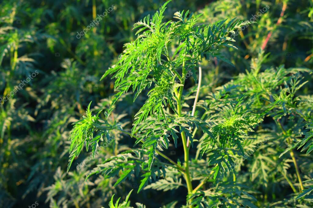 La ambrosía común, Ambrosia artemisiifolia, es una especie invasora ...