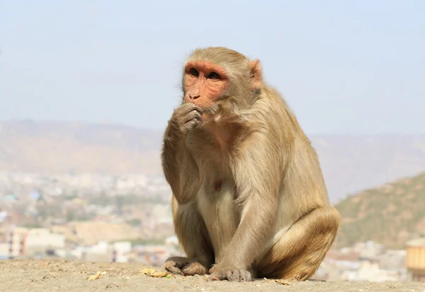 Jaipur, indian monkeys — Stock Photo © Alexandra Lande #9014680