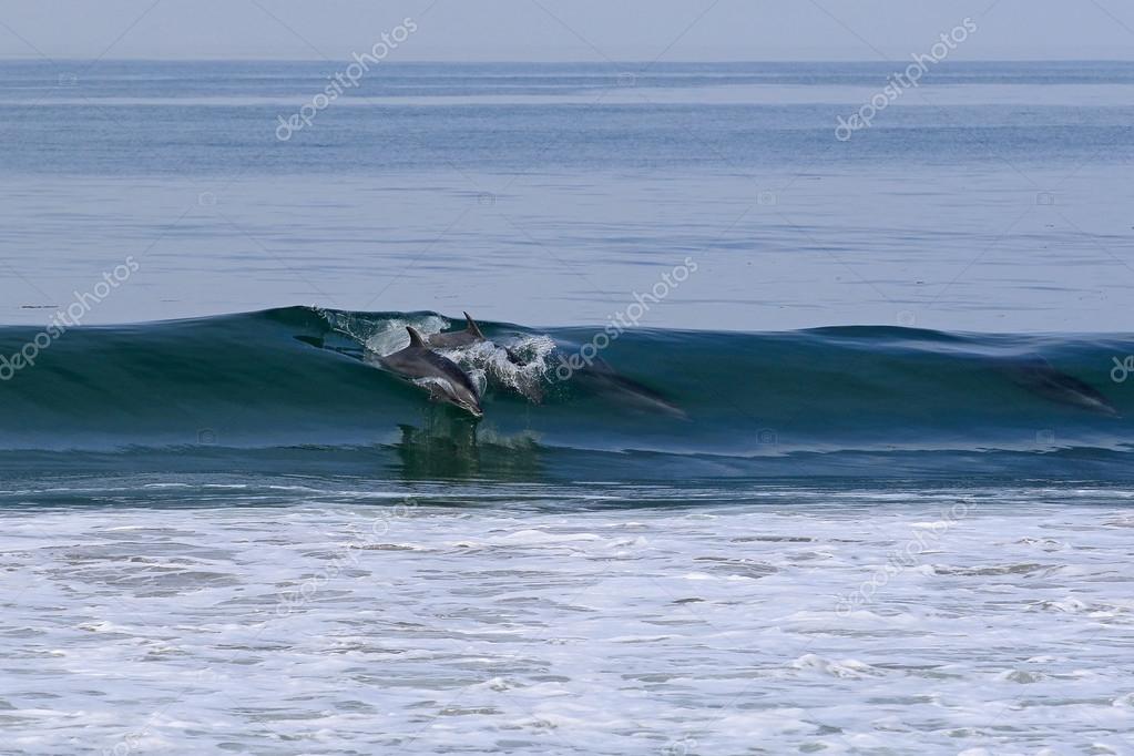 Dolphin ride waves at beach along the California coast — Stock Photo ...