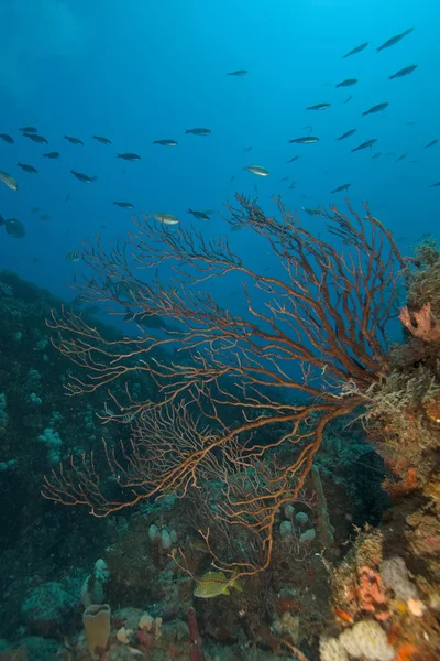 ᐈ Sea turtles stock pictures, Royalty Free parrot fish images ...