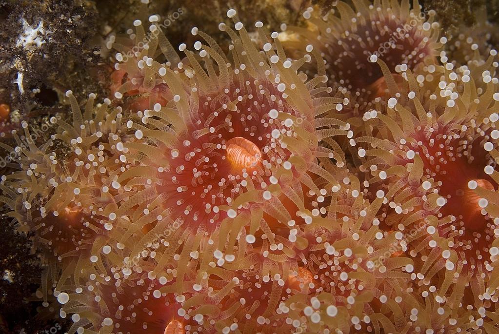 Pacific Ocean Underwater Sea Life — Stock Photo © KGriff #60408195