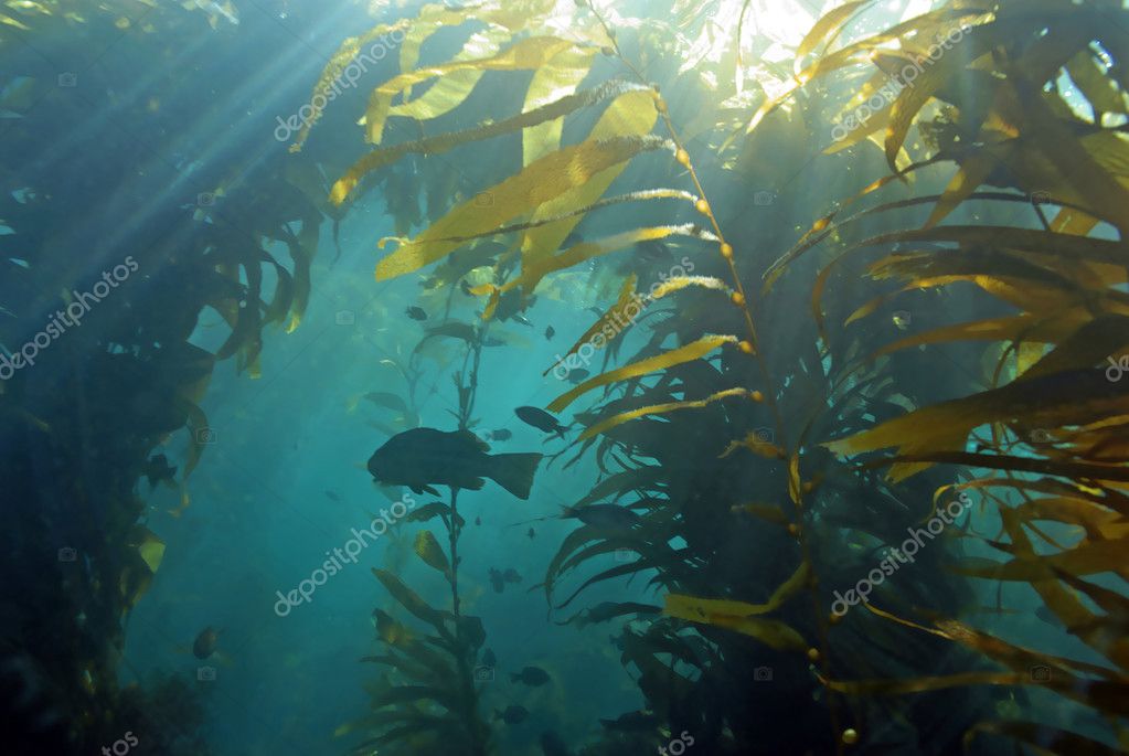 Plage algues kelp forêt sous-marine à Catalina île, Californie — Photo ...