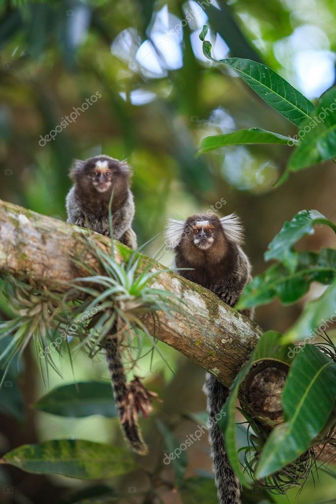 The common marmoset Stock Photo by ©f11photo 106635712