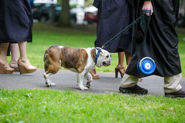 Jack russell graduation Stock Photos, Royalty Free Jack russell ...