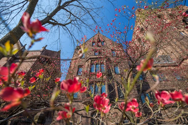 Ivy league Stock Photos, Royalty Free Ivy league Images | DepositPhotos