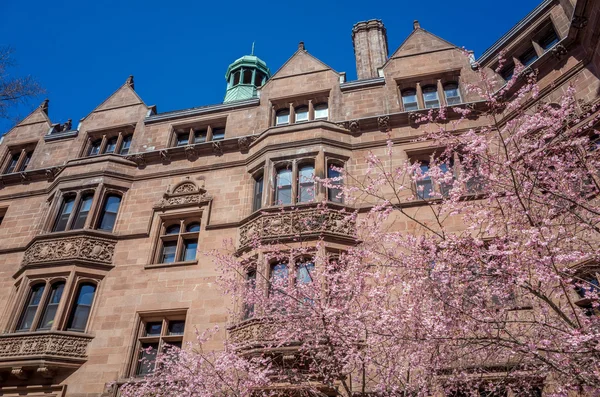 ᐈ Yale university stock pictures, Royalty Free yale campus images ...