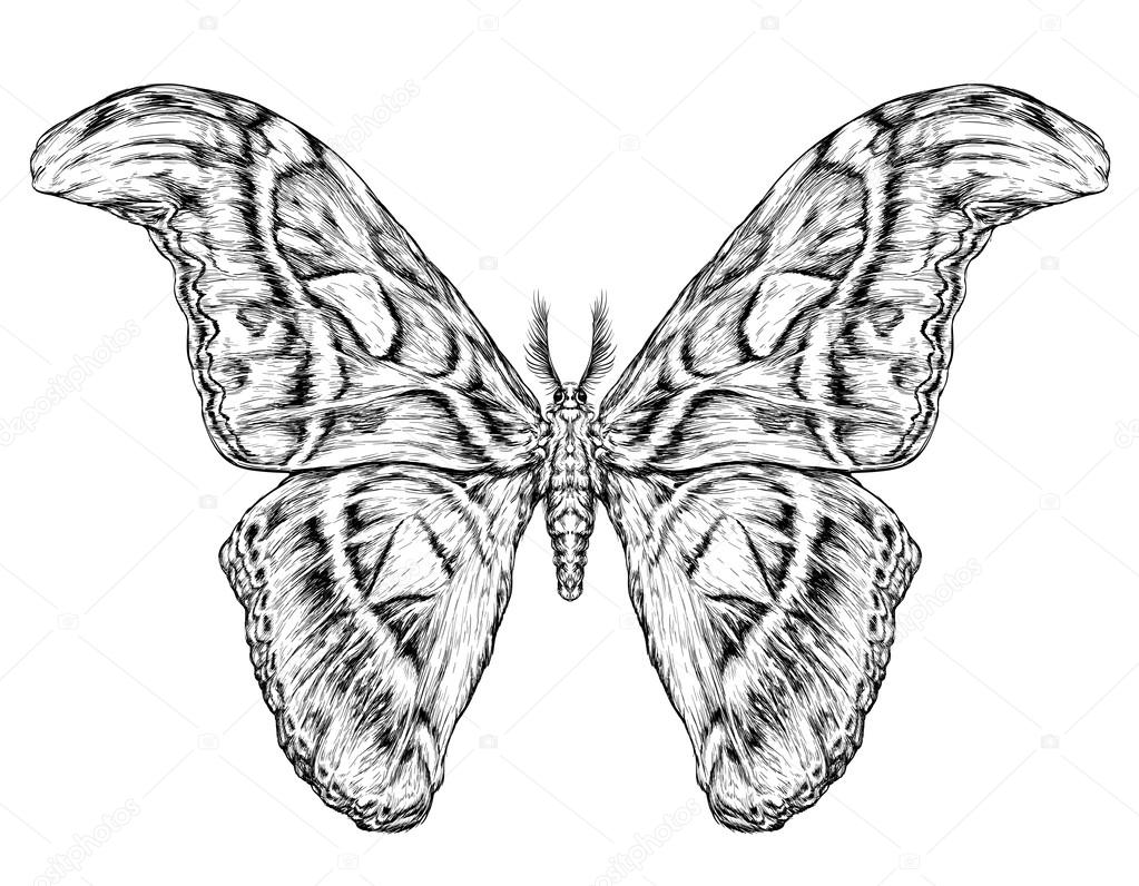 How To Draw A Realistic Butterfly