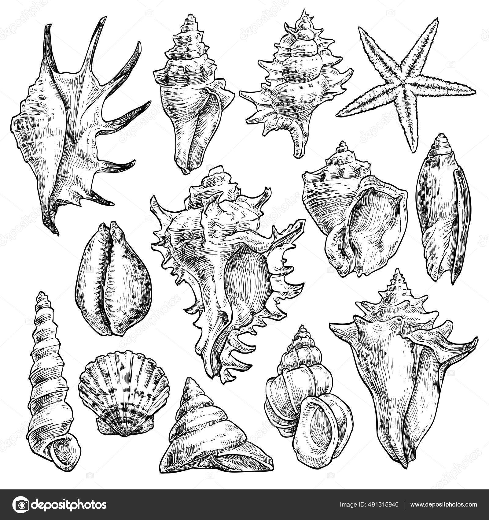 Different Seashells Vector Illustration Stock Vector Image by ©Diana ...
