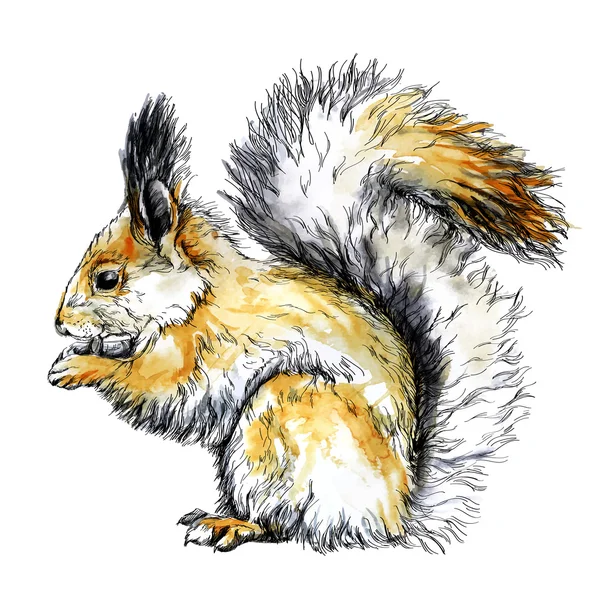 100,000 Squirrel drawing Vector Images | Depositphotos