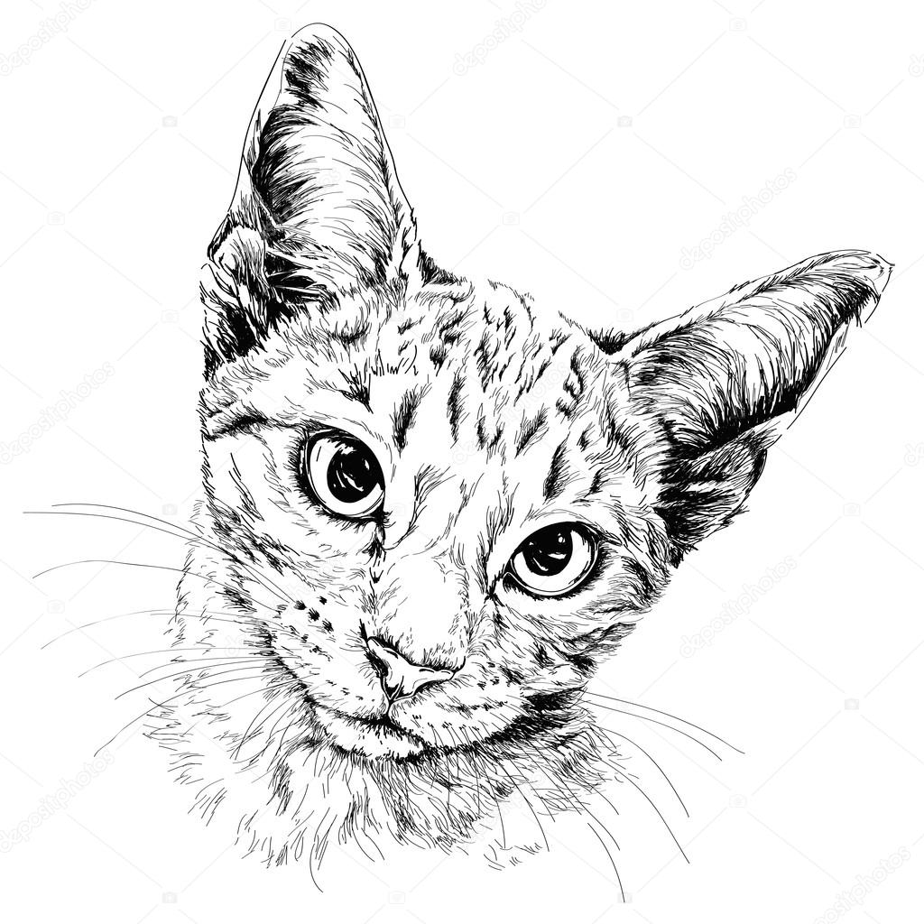 Cat portrait. Hand drawn Stock Vector Image by ©Diana_Pryadieva #67082255