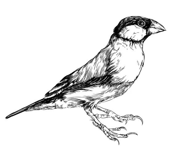 100,000 Sparrow bird Vector Images | Depositphotos