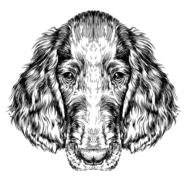 ᐈ An irish setter stock pictures, Royalty Free irish setter drawings ...