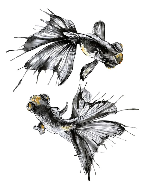 Black Moor Goldfish Drawing
