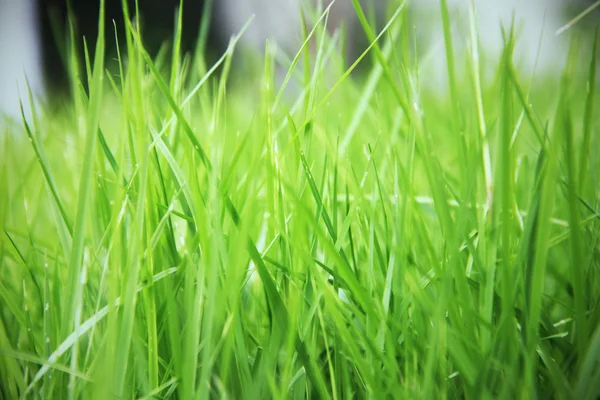 Long grass Stock Photos, Royalty Free Long grass Images | Depositphotos