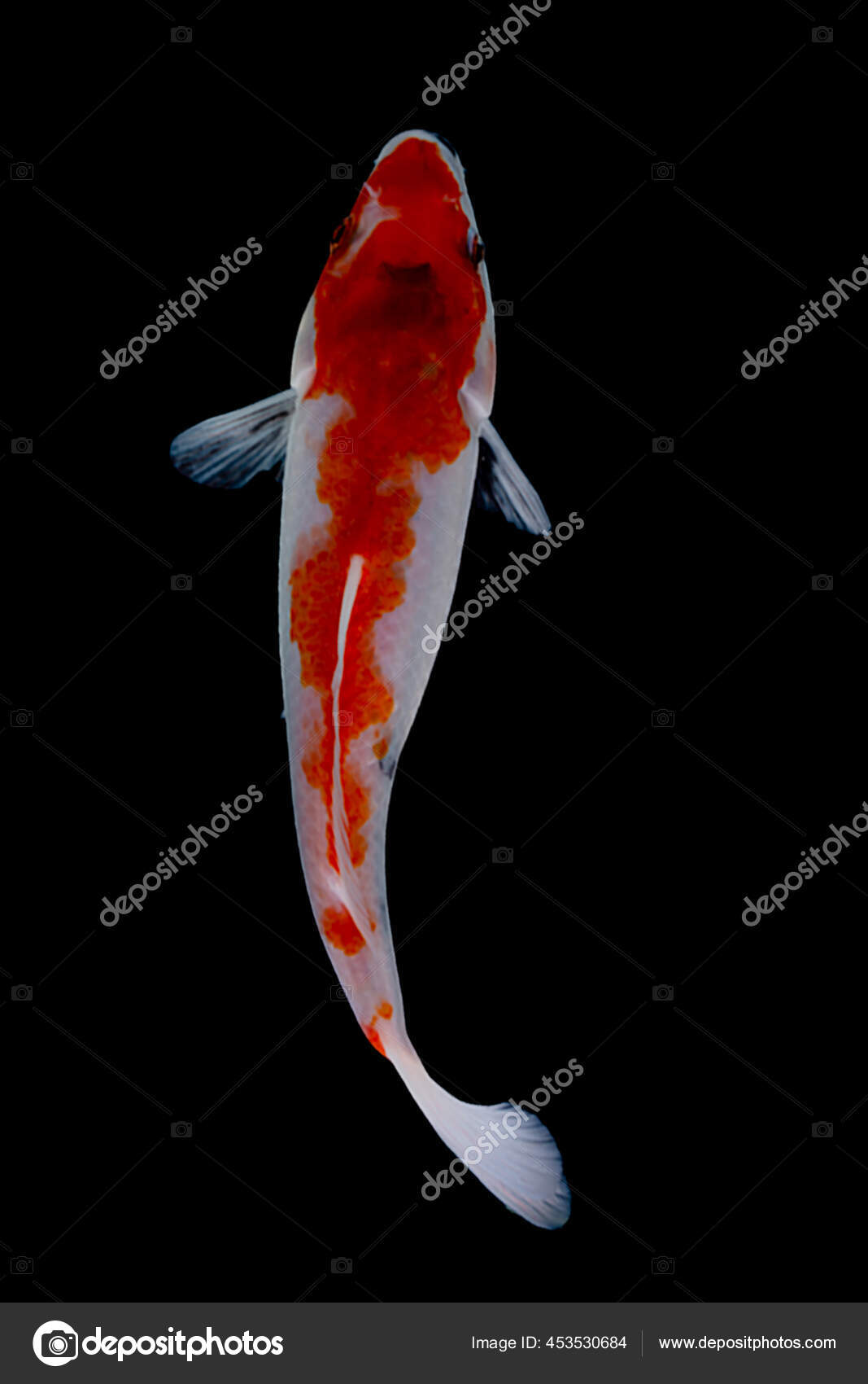 Koi Fish Balck Background Stock Photo by ©aguspriantokepanjen@gmail.com ...