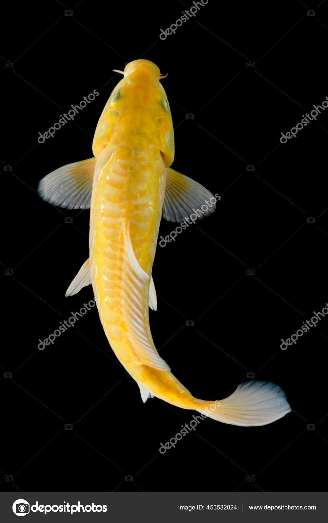 Koi Fish Balck Background Stock Photo by ©aguspriantokepanjen@gmail.com ...