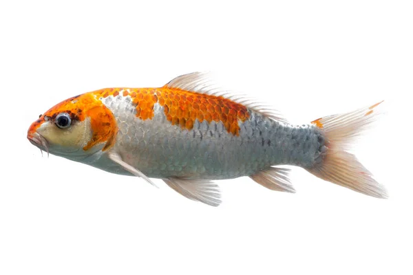 Koi Fish Shiro Utsuri Koi Fish White Background — Stock Photo ...