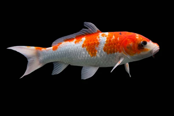 Koi Fish Shiro Utsuri Koi Fish White Background Stock Photo by ...