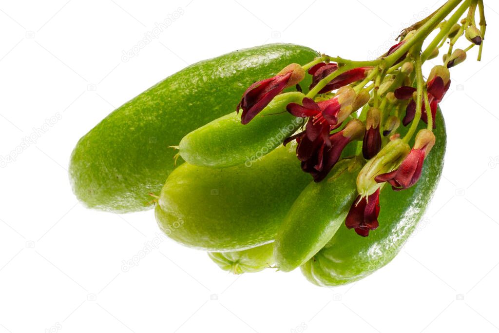 Averrhoa bilimbi o acedera de árbol sabor muy amargo. 2024