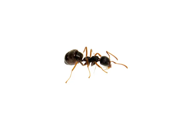 Ant Isolated White Formica Rufa Stock Photo by ©aguspriantokepanjen ...