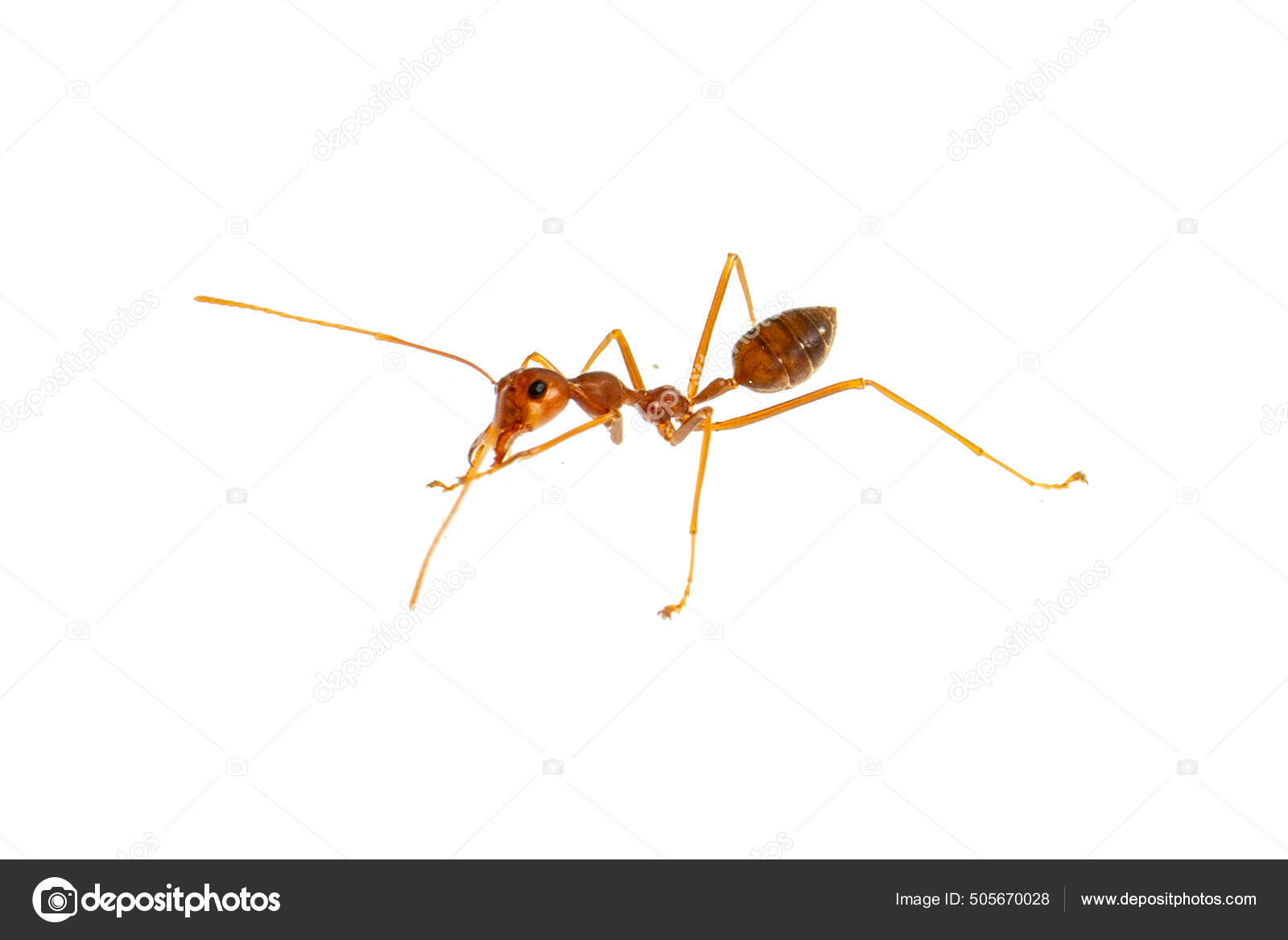 Ant Isolated White Formica Rufa — Stock Photo © aguspriantokepanjen ...
