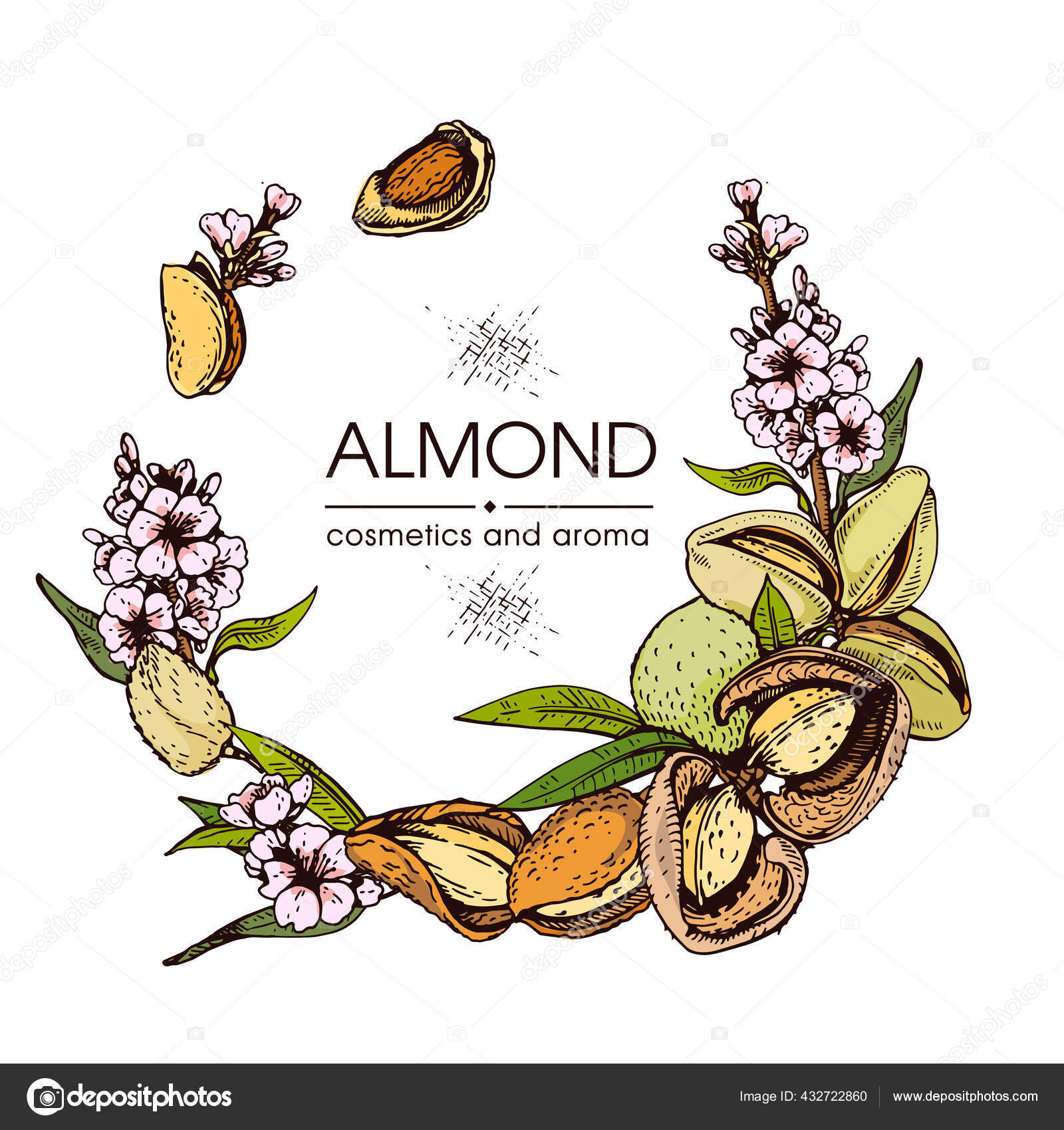 Almond Tree Vector