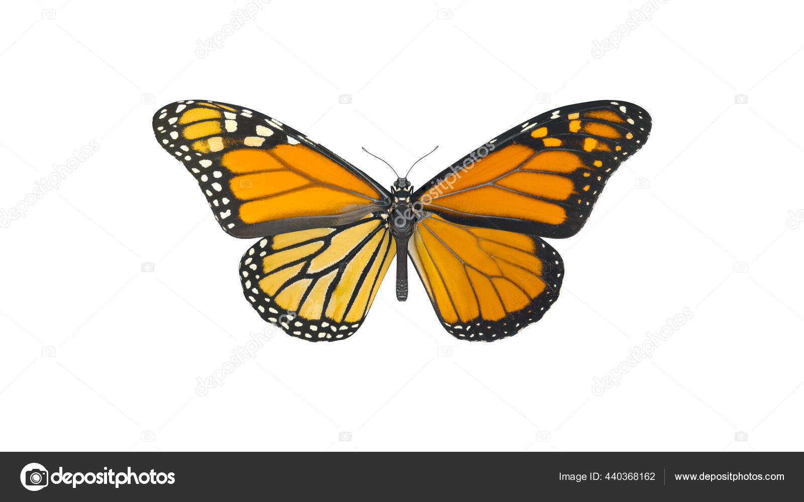 Big Monarch Butterfly