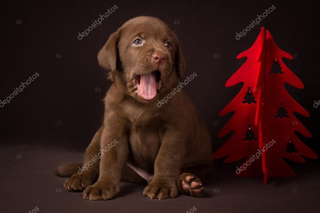 Lab Puppies Christmas