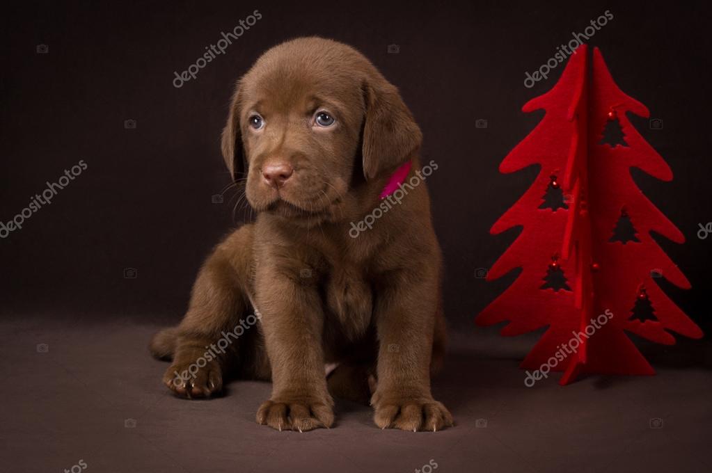 Christmas Chocolate Lab Puppies