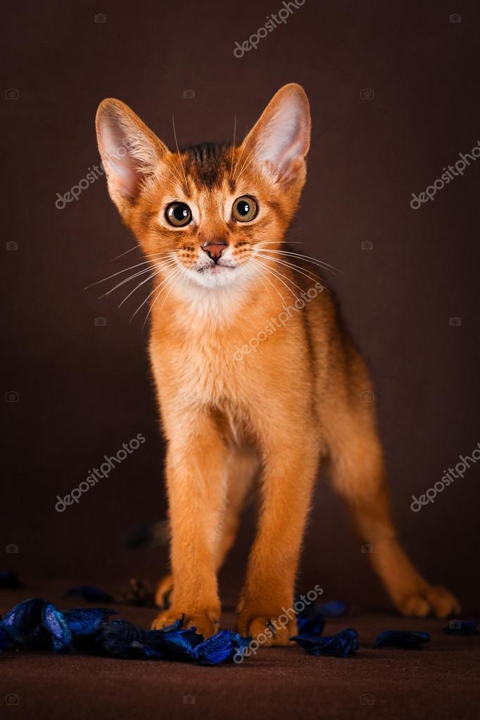 Ruddy Abyssinian
