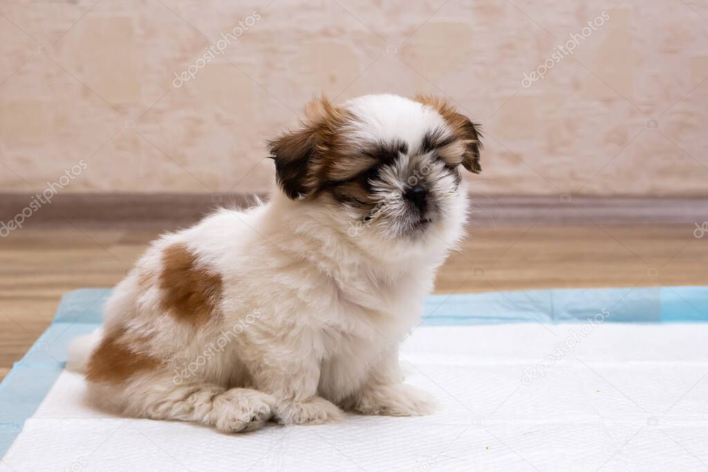Training a funny shit-tsu puppy goes to the toilet on a diaper. Diapers ...