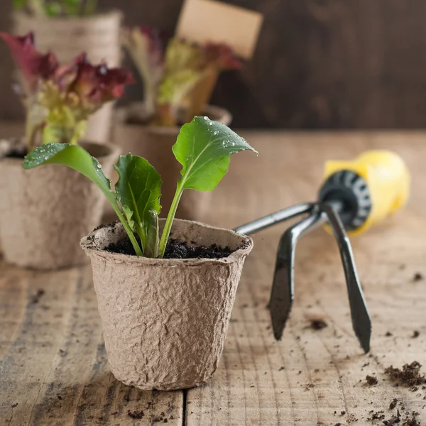 Arbusto de microfila telina Stock Photos, Royalty Free Arbusto de ...